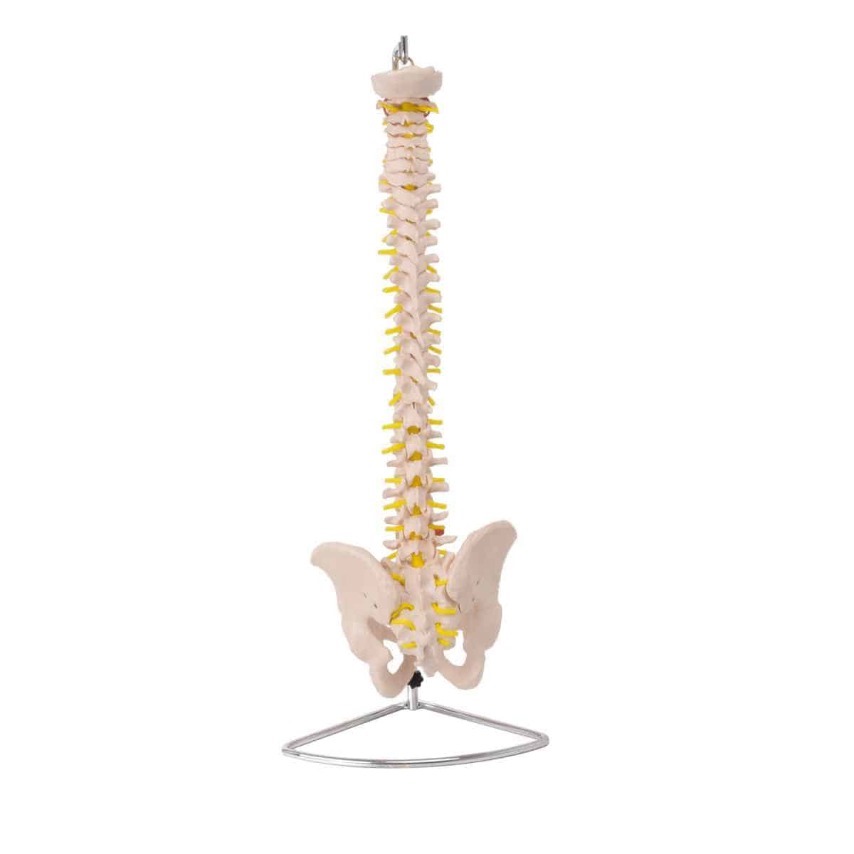 Spinal Column Model with Pelvis